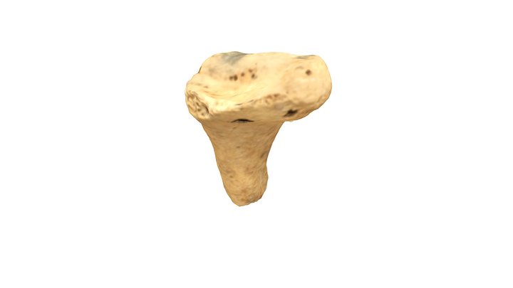 Clavicle 3D models - Sketchfab