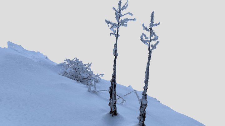 Twigs 3D models - Sketchfab