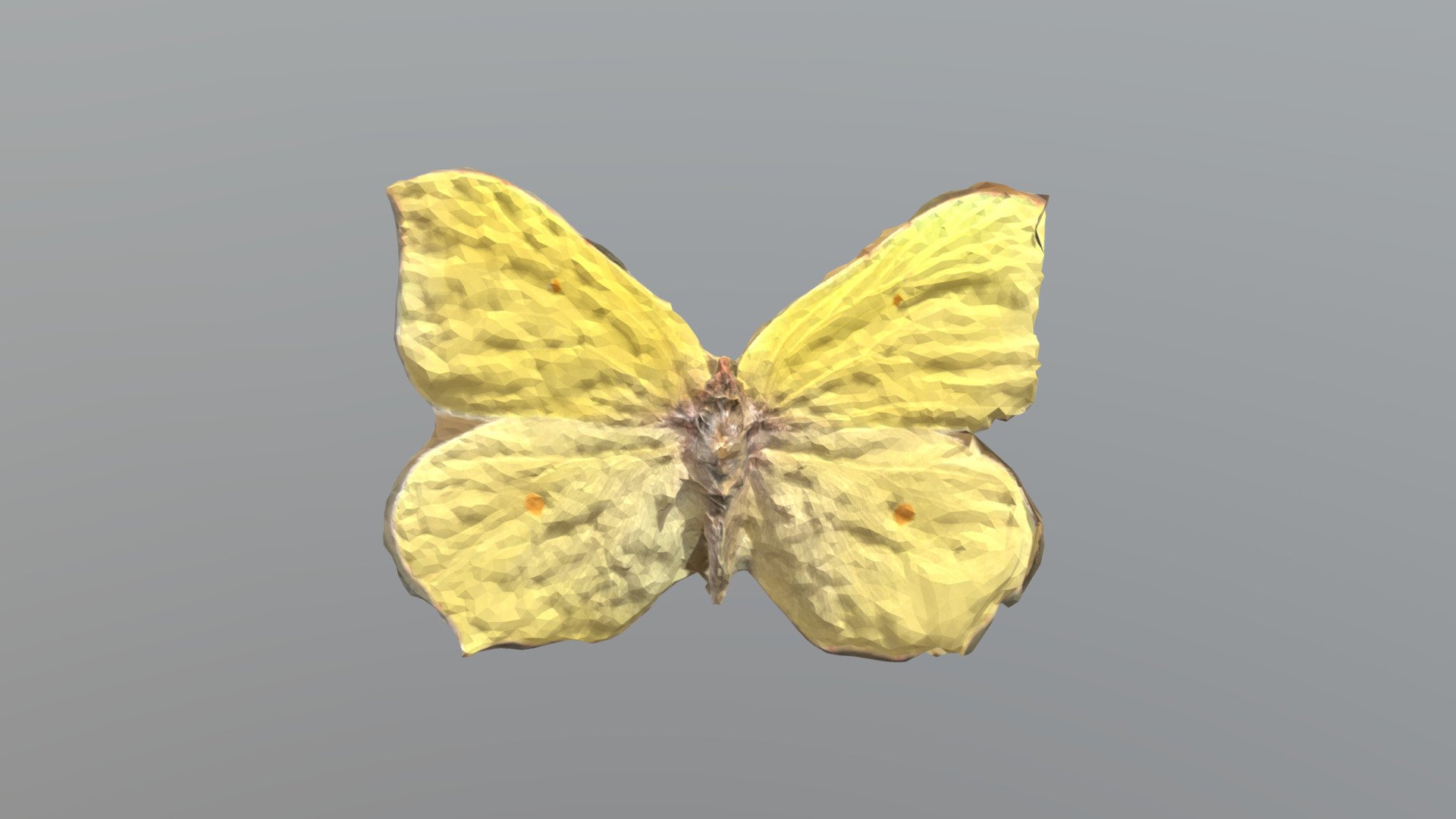 Papillon Gonopteryx Citron mâle - Download Free 3D model by Tavernier ...