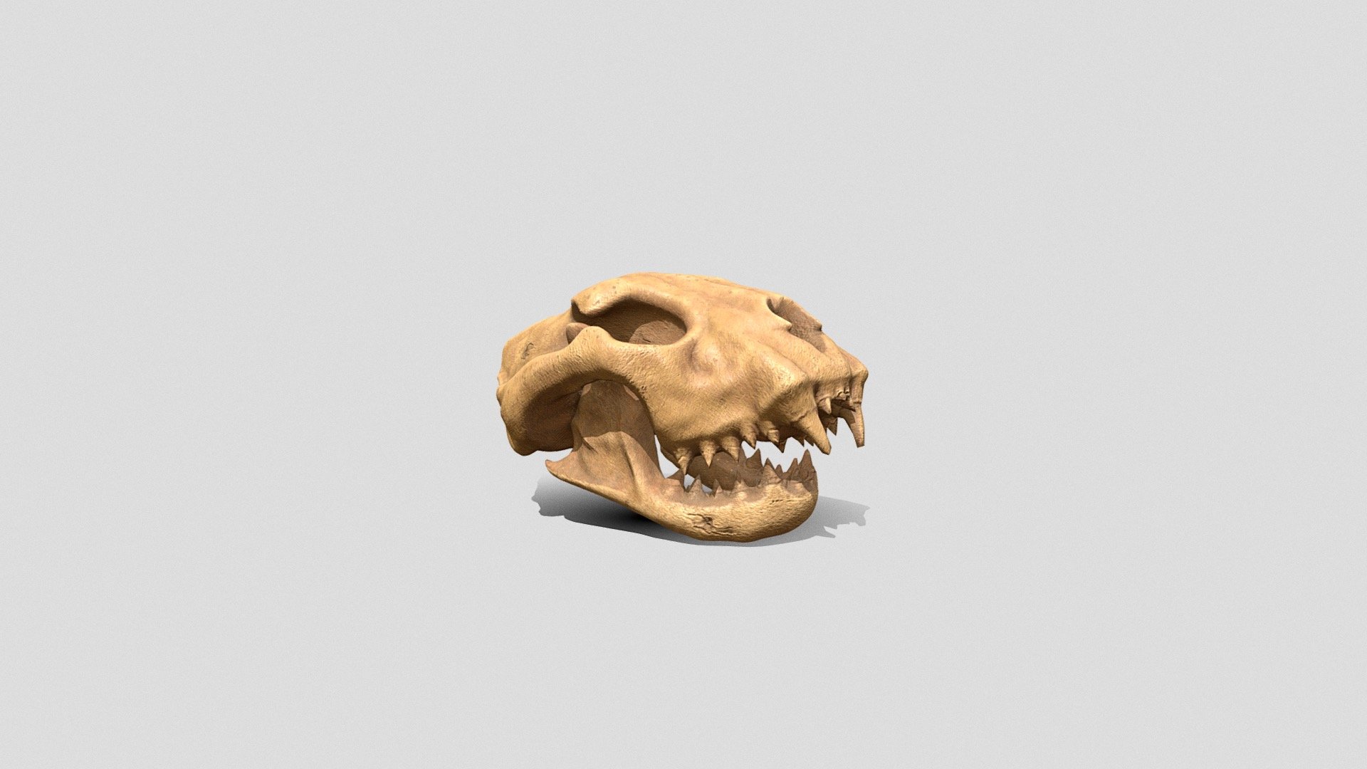 Big Cat Skull - Download Free 3D model by Tyler Regnart (@tylertyler ...