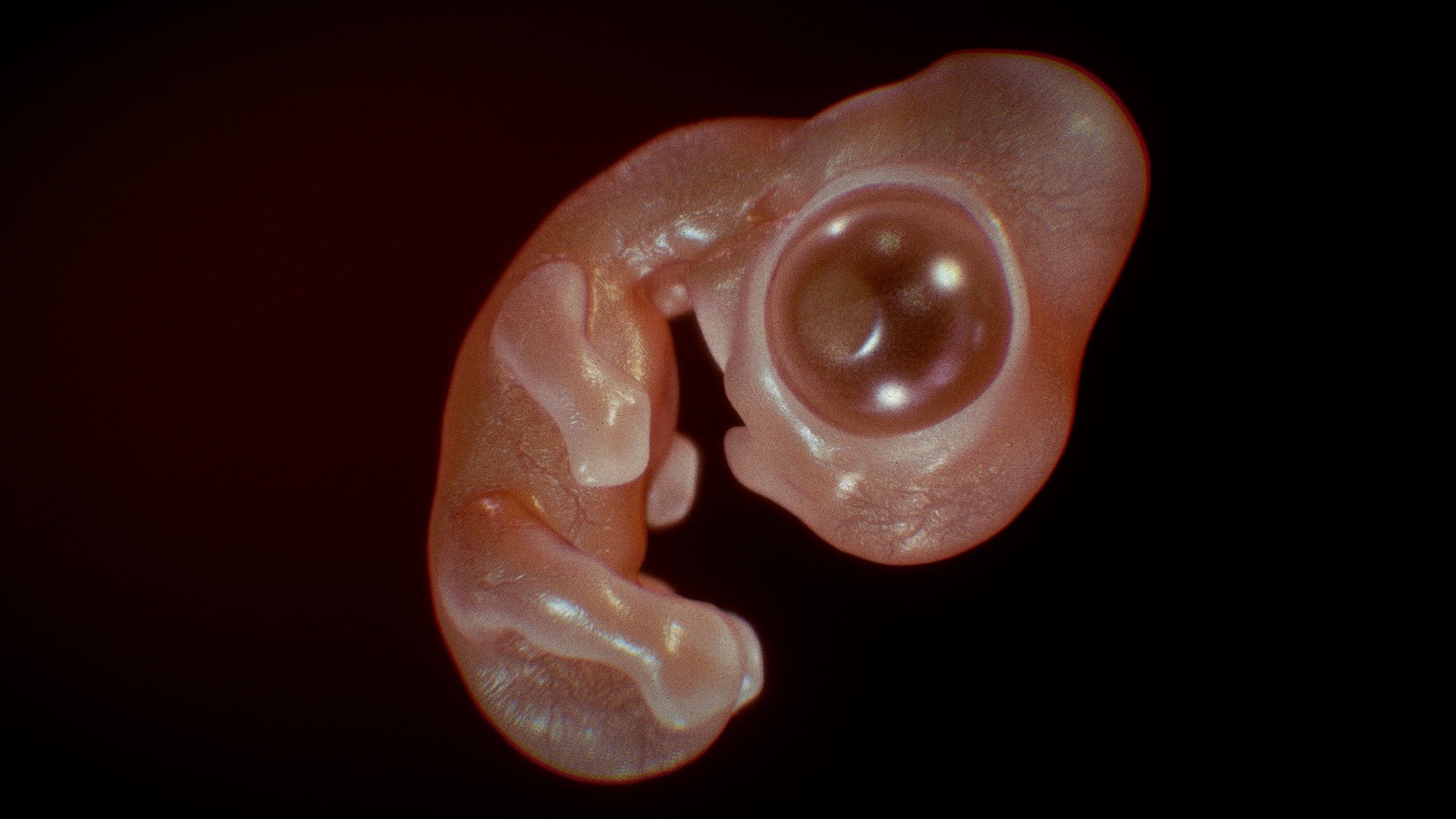 6-day-old chicken embryo - 3D model by Mieke Roth (@miekeroth) [43b24fd ...
