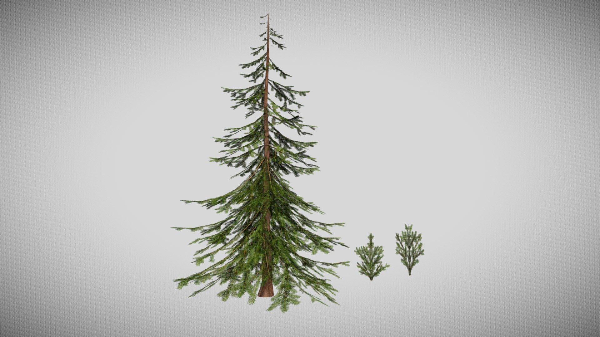 Spruce Trees - Download Free 3D model by INT (@Cyber_Int) [43b4157] - Sketchfab