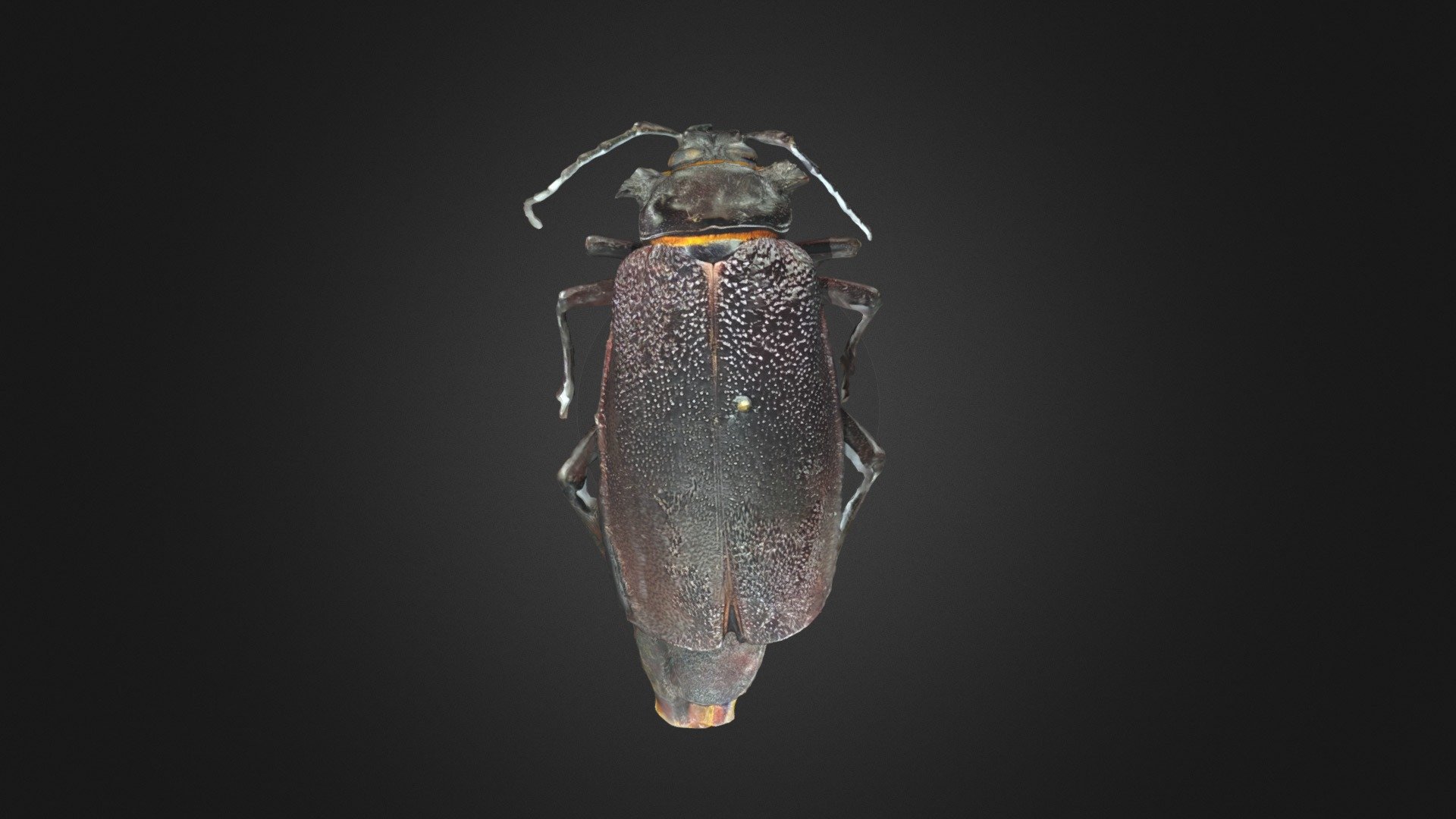 Madre Culebra - 3D model by Museo de Zoología de la Universidad de ...