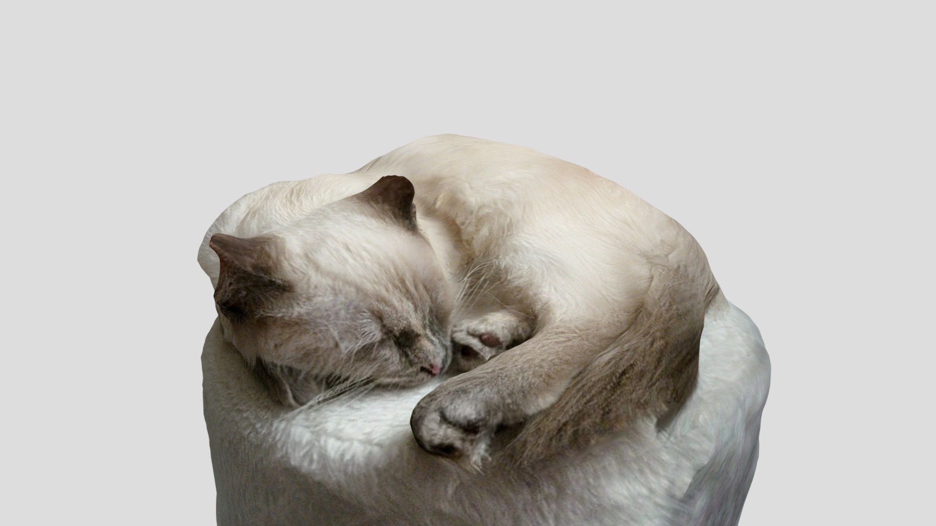 Kitten sleeping - Download Free 3D model by vorobevdesign [43b9be2 ...