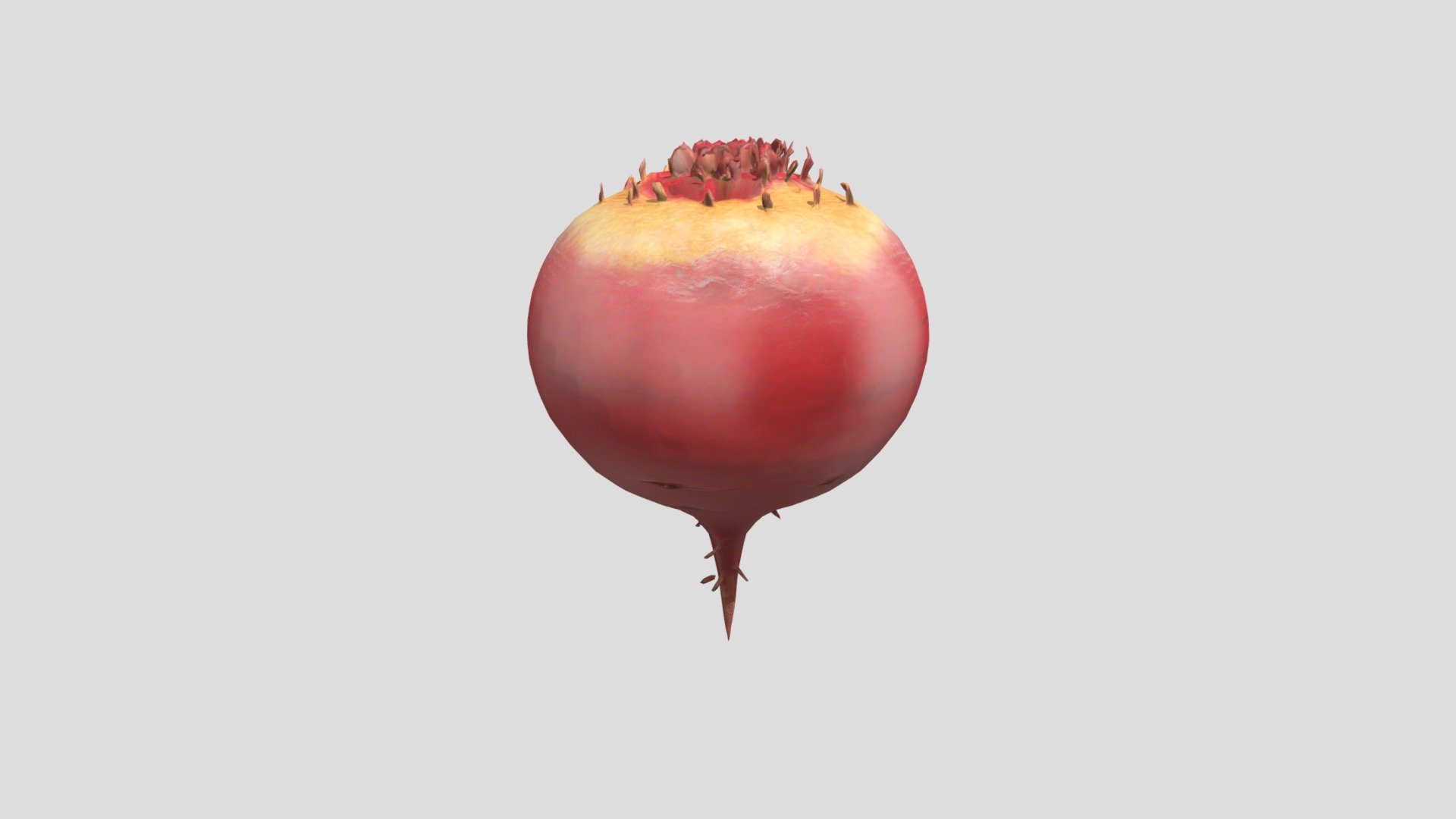 Red Beetroot - Download Free 3D model by Bsmercantile5 [43c0c74 ...