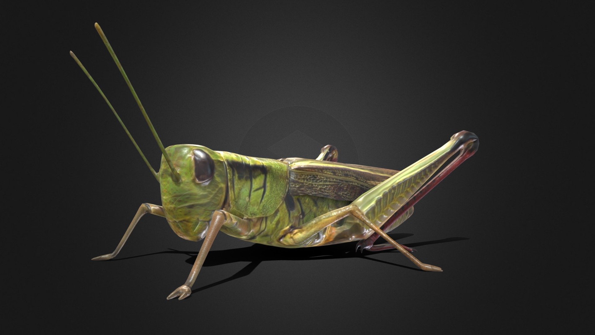 Grasshopper - Buy Royalty Free 3D model by Owltic [43c2ea2] - Sketchfab ...