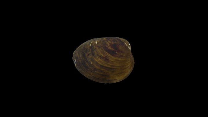 Unionids 3D models - Sketchfab