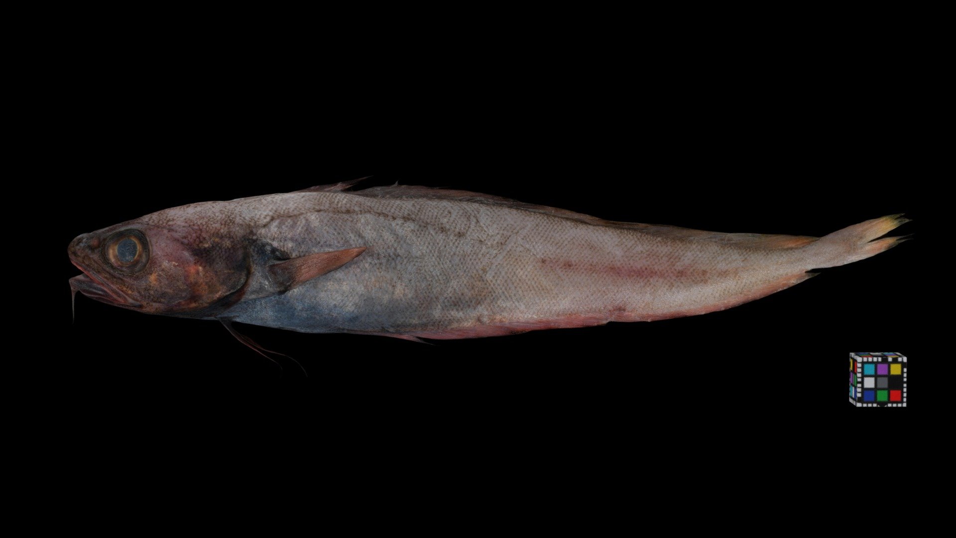 チゴダラ？ Japanese Codling, Physiculus japonicus - Download Free 3D model ...