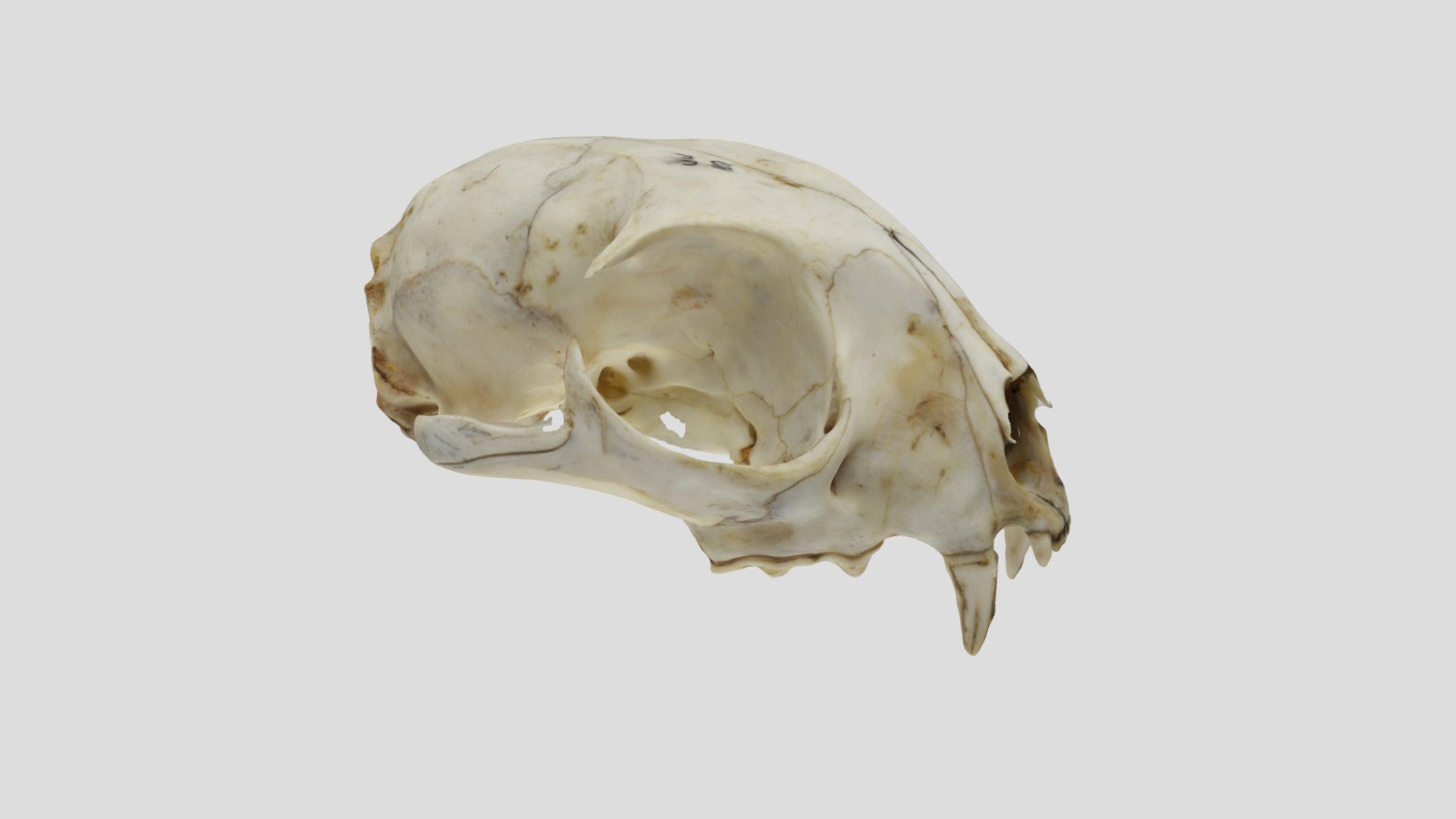 UWYMV:Mamm:1457, Lynx rufus, crania - Download Free 3D model by ...