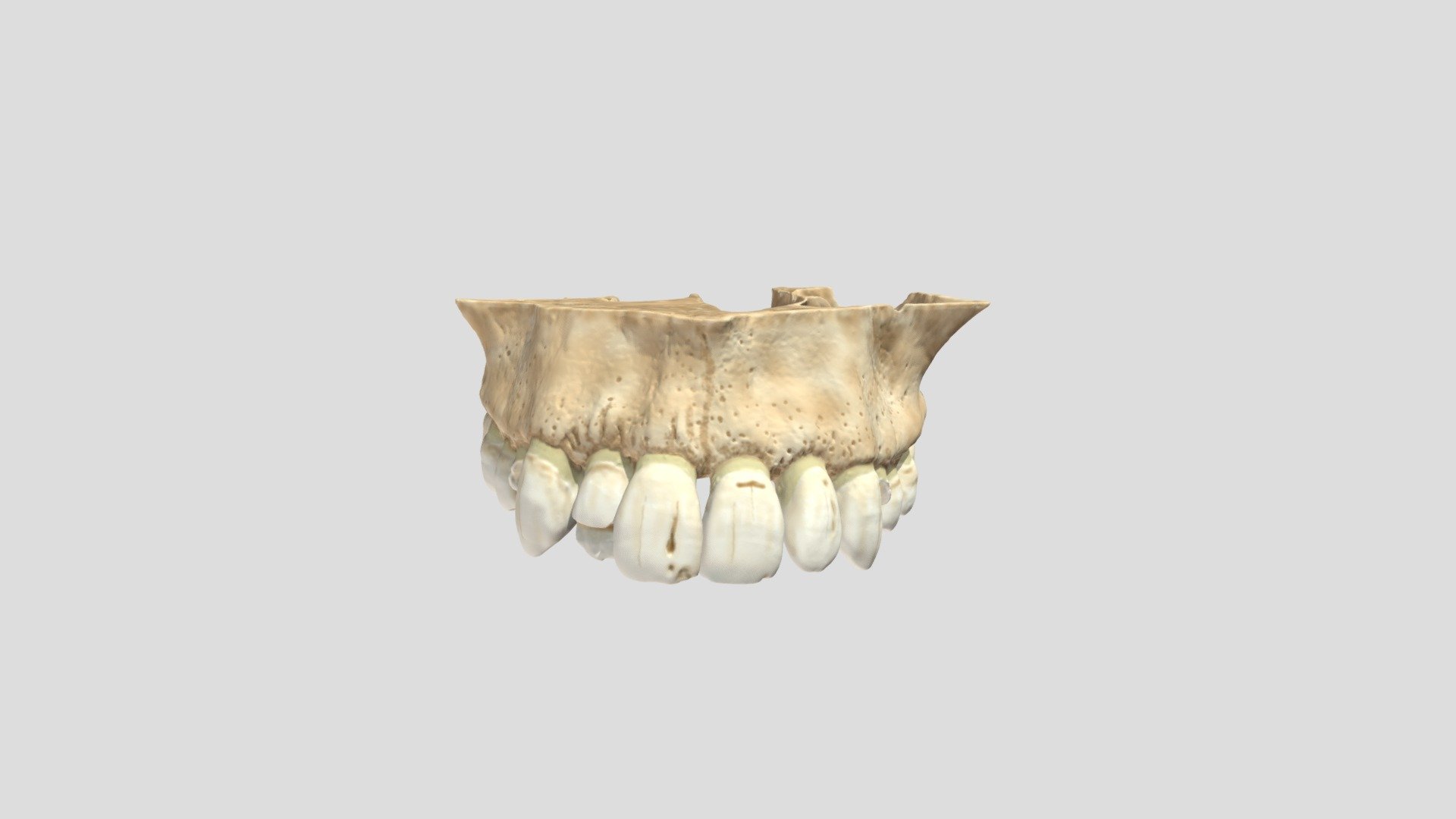 Maxilla 1 - 3D model by SDEO [43e3a4b] - Sketchfab