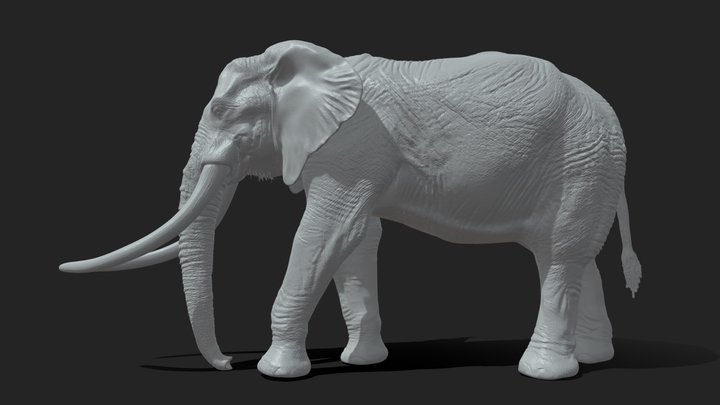 Elephant 3D models - Sketchfab