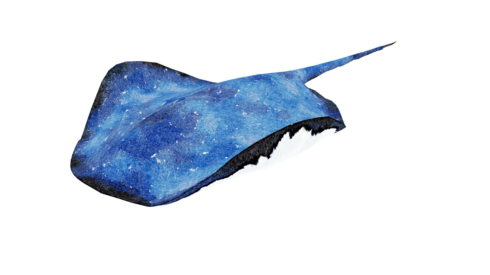 Stingray 2 Illustration - 3D model by josluat91 [43e8360] - Sketchfab