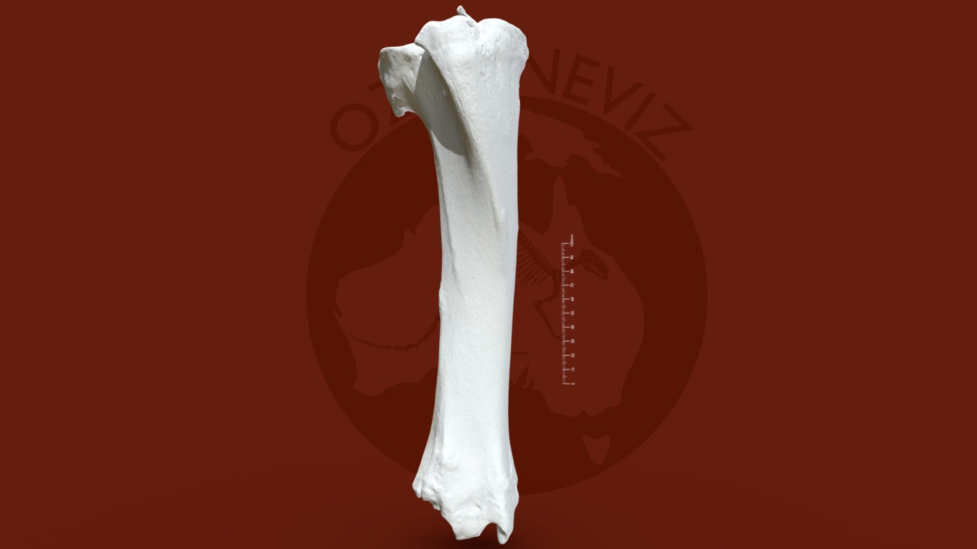 Domestic cow tibia - 3D model by Ozboneviz [43e946d] - Sketchfab