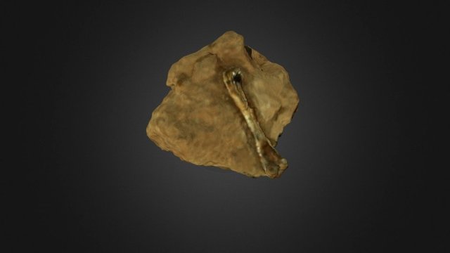 Mariliasuchus 3D models - Sketchfab