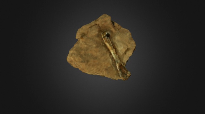 Mariliasuchus - Femur - 3D model by Fábio Jorge (@fabinhojorgenet ...