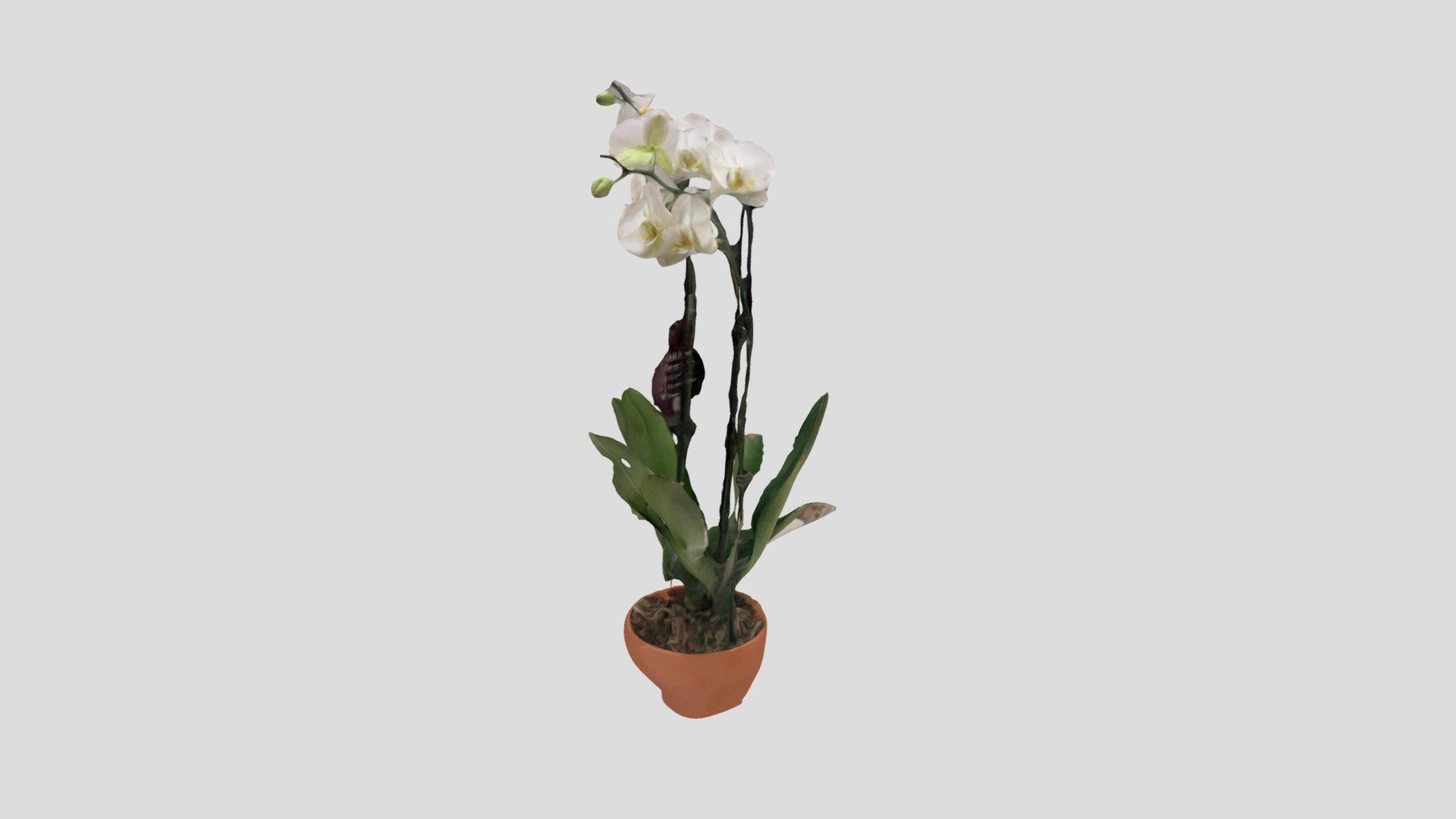 Orchid - Download Free 3D model by ameliaabraham [43f3061] - Sketchfab