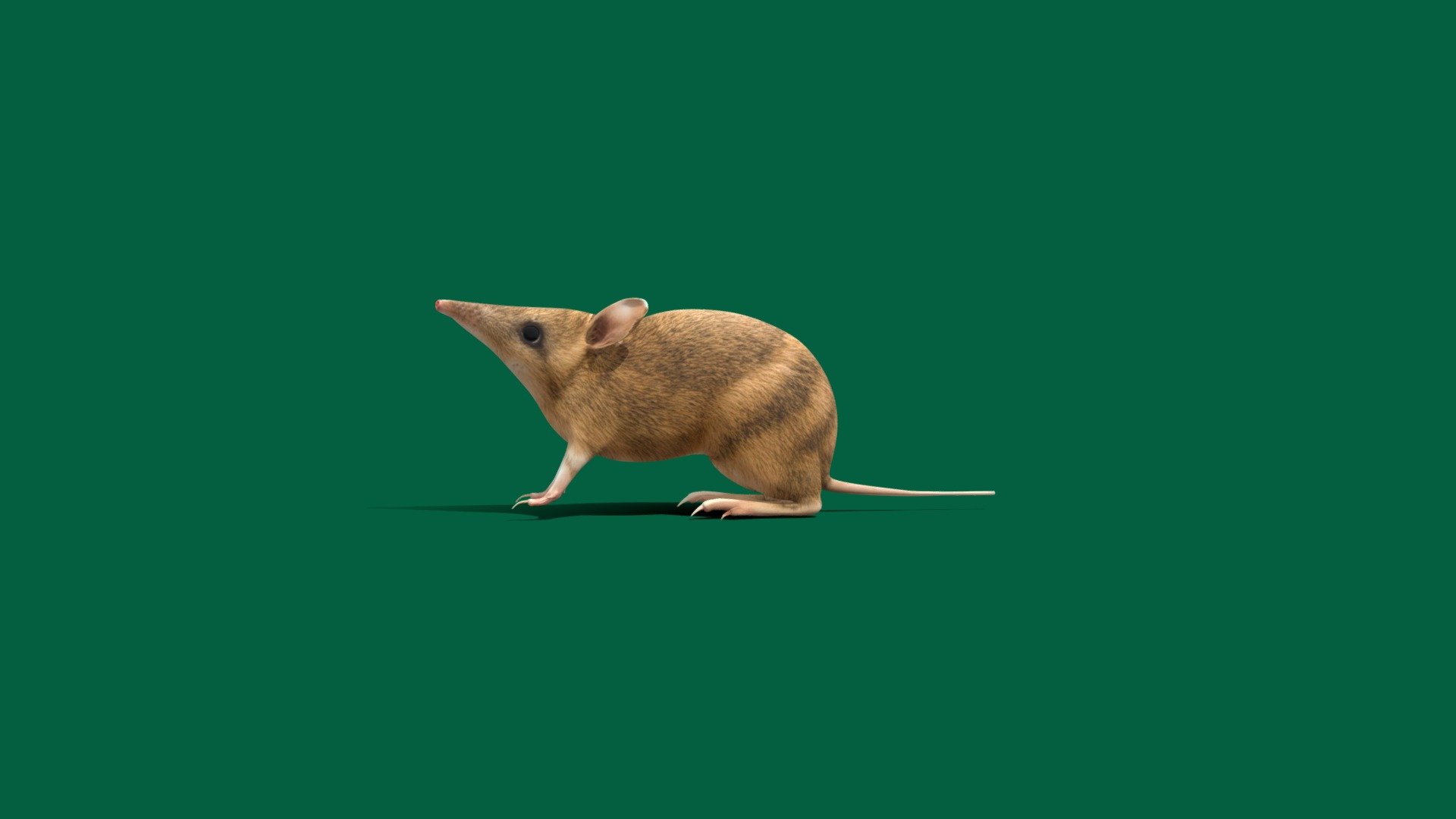 Brown rat from Ark - 3D model by Nyilonelycompany [43fda10] - Sketchfab