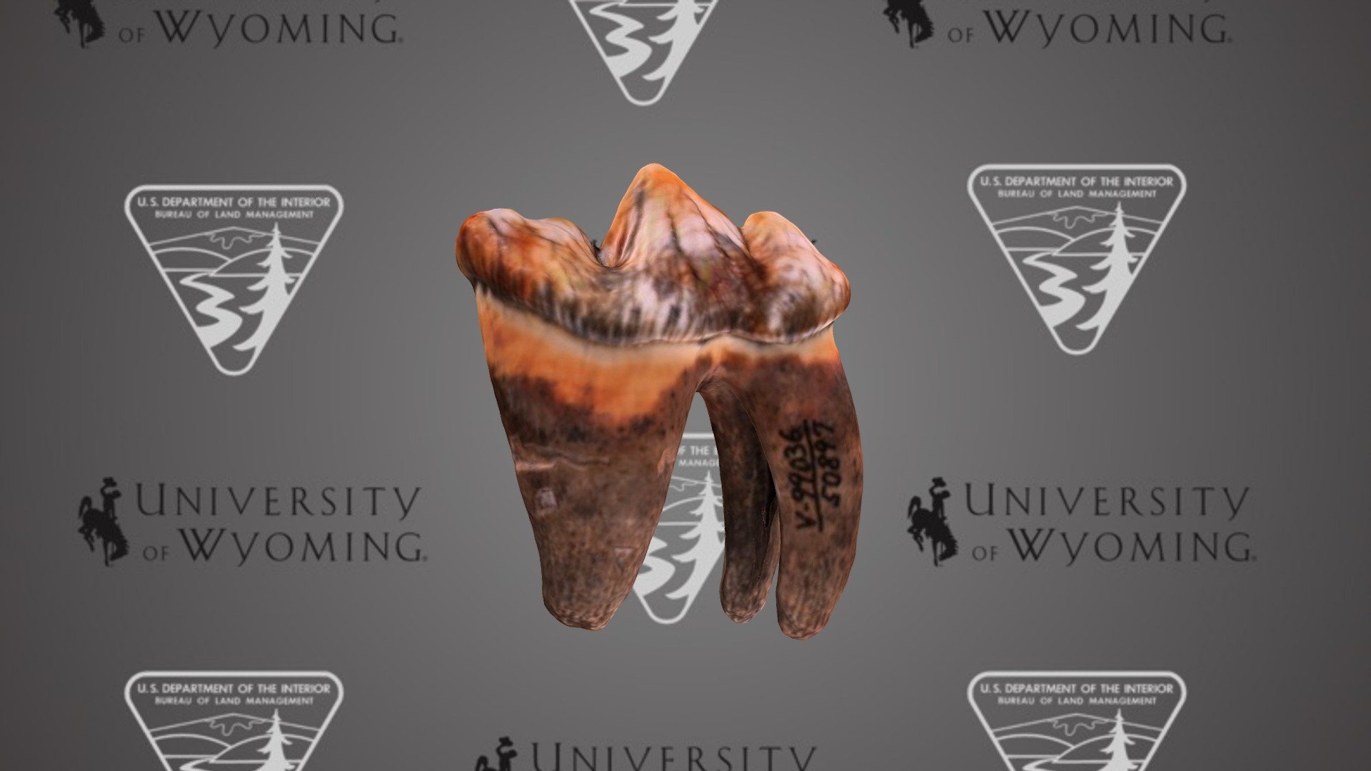 UW 50897 - Panthera atrox, molar - Download Free 3D model by University ...