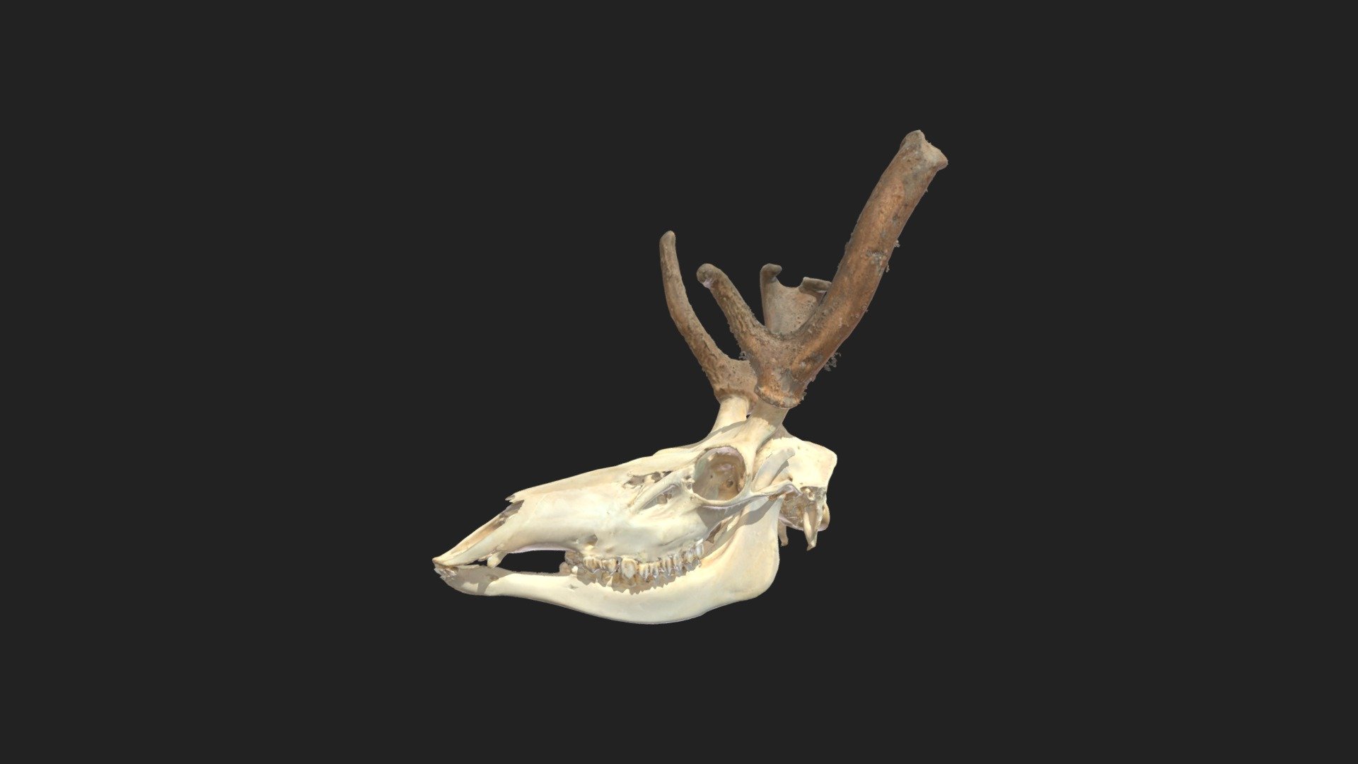 skull of a deer - 3D model by vetanatMunich [4407b01] - Sketchfab