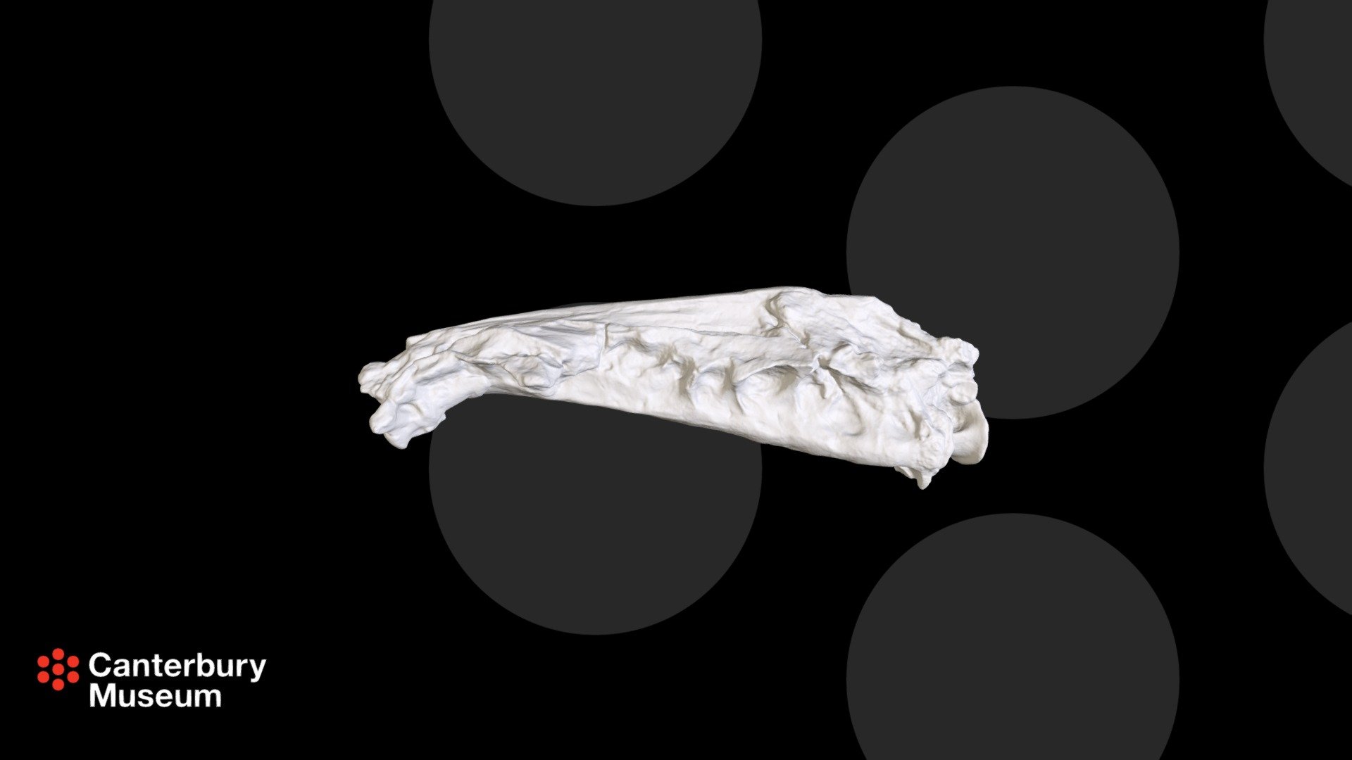 Waimanu manneringi synsacrum - 3D model by Canterbury Museum ...