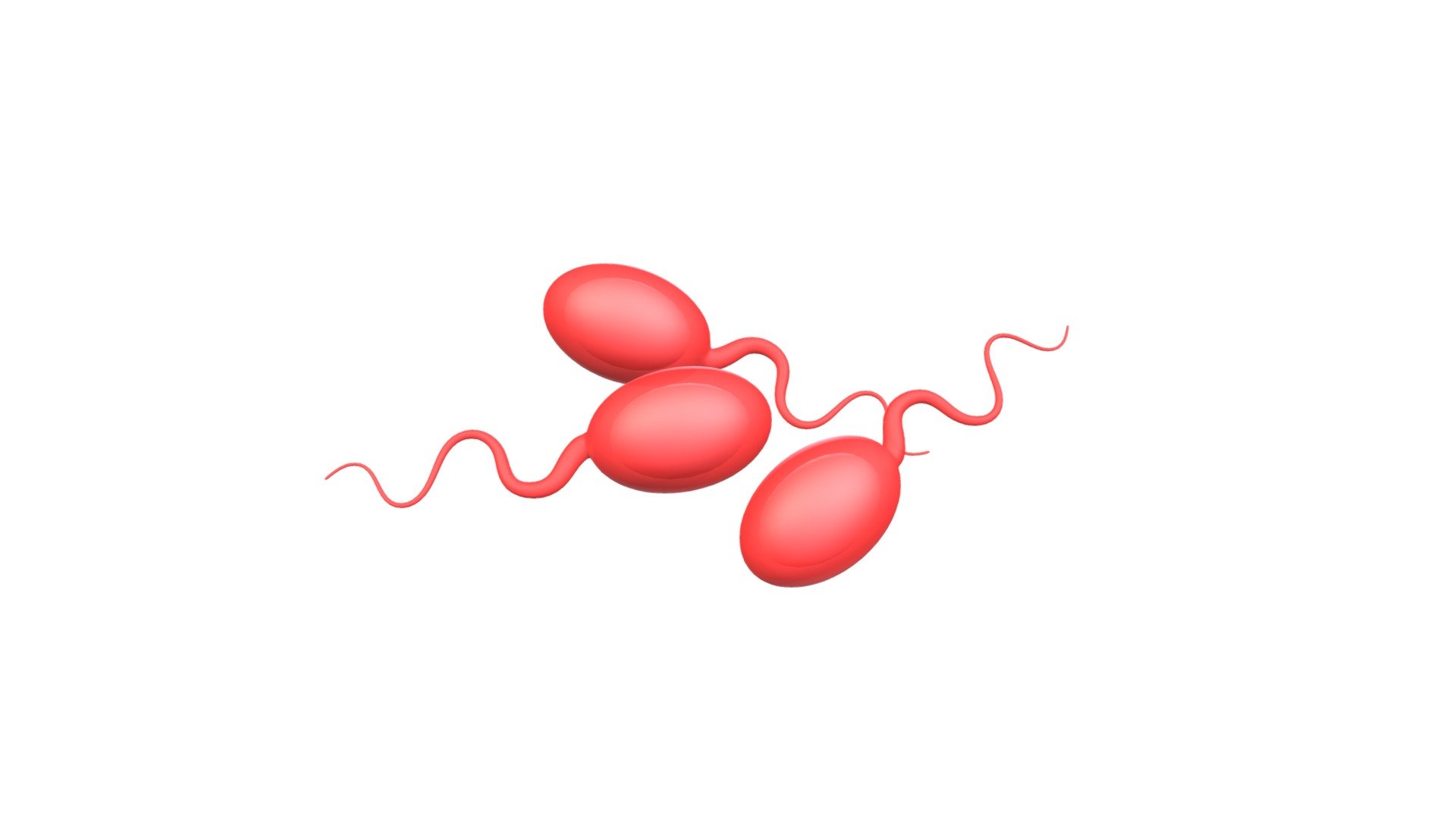 Gram-negative with single polar flagellum - 3D model by RCSI [4411099 ...