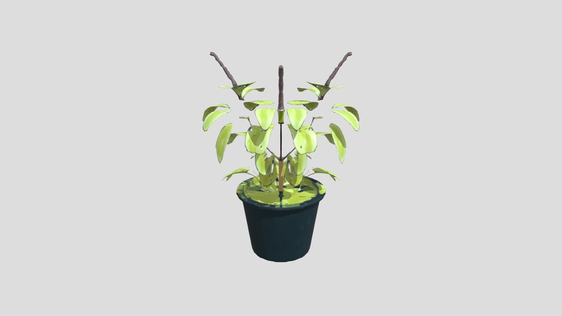 Potted tulsi plant with proper detailed leaves - 3D model by ...