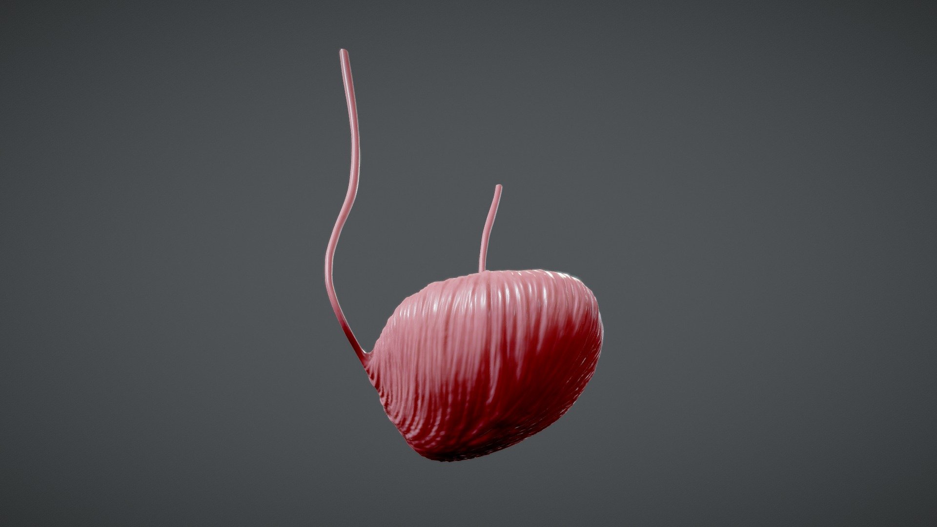 Bladder Anatomy - Buy Royalty Free 3D model by Nima (@h3ydari96) [44152d1] - Sketchfab Store