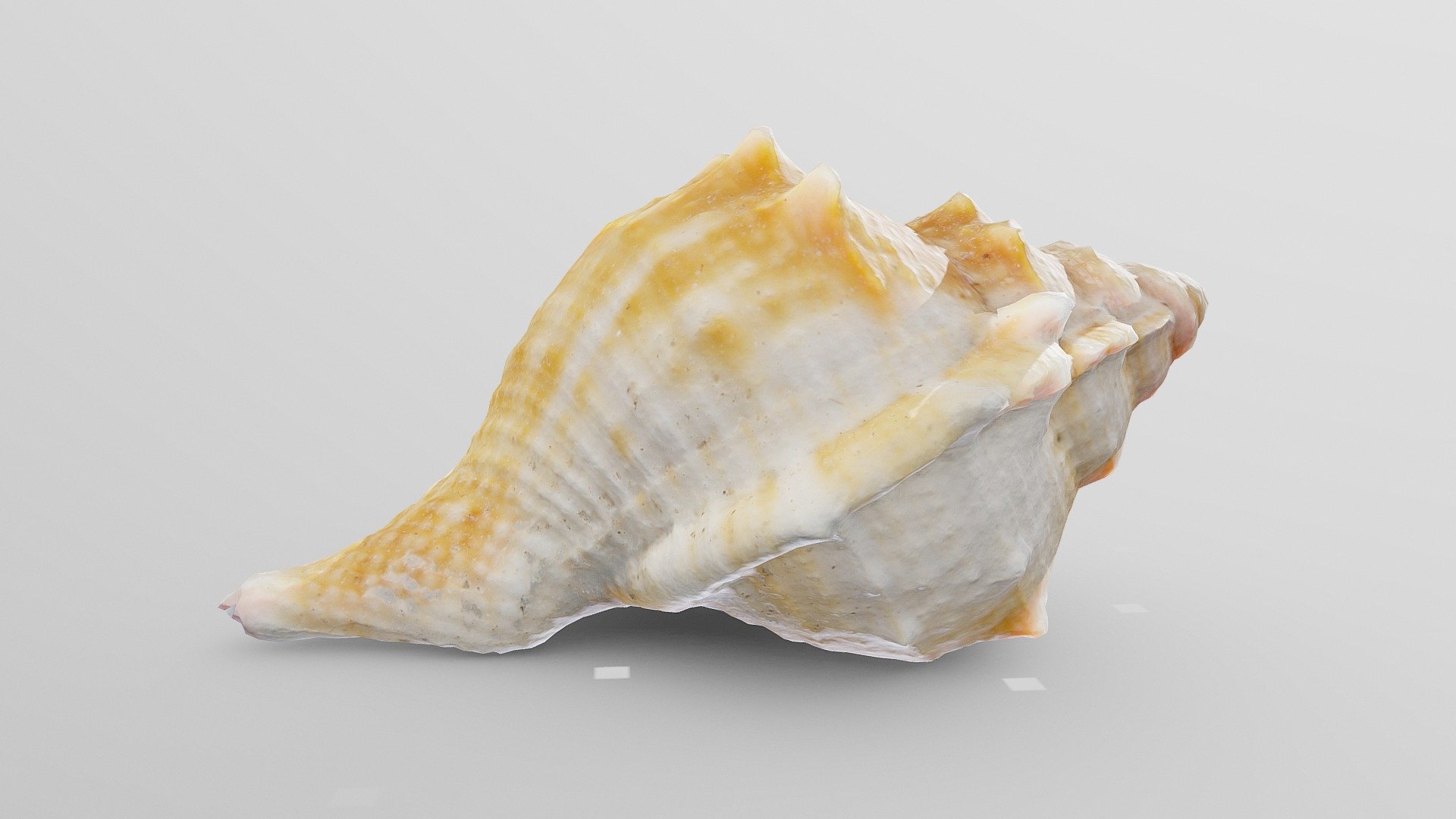 Angular Triton Sea Shell - Buy Royalty Free 3D model by Drakery ...