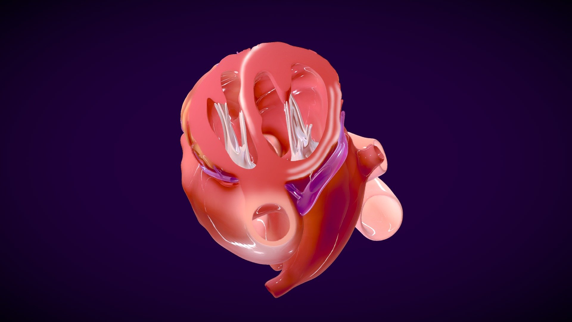 Heart Short- Axis View - 3D model by AUmedart [4418cf0] - Sketchfab