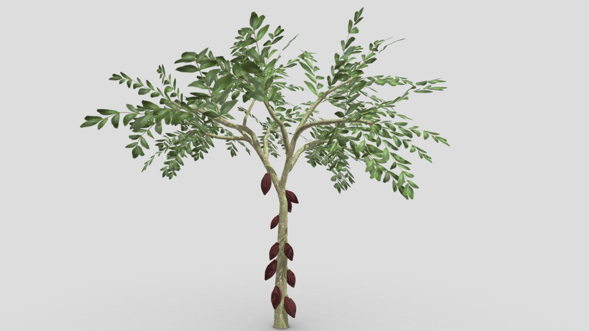 Cacao Tree( Brown Fruit)- 04 - Buy Royalty Free 3D model by ASMA3D ...