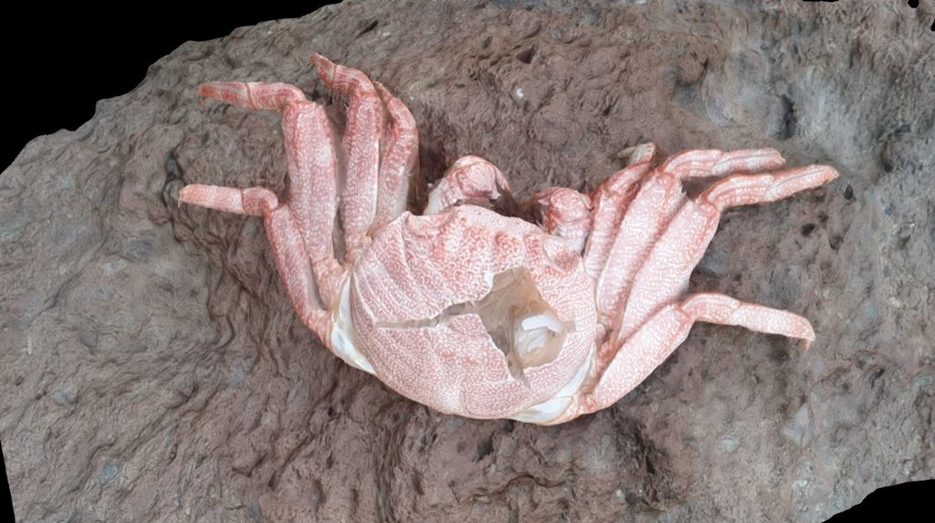 Crab skin - 3D model by Luis (@habitainer) [4420ed7] - Sketchfab