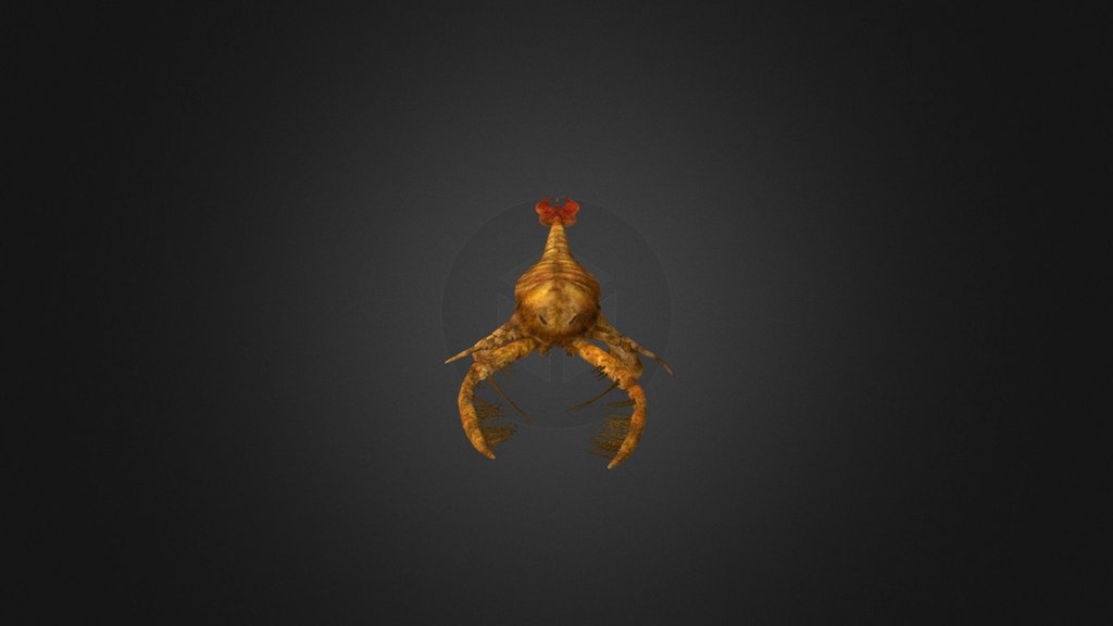 Pterygotid Eurypterids - 3D model by iTechnol [4428d96] - Sketchfab