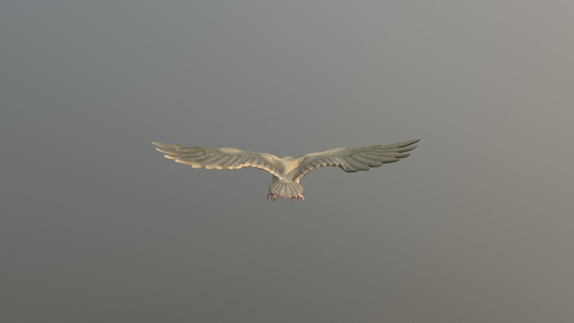 White Raven 3D Soaring Animation - 3D model by Gwennurd [442ca44 ...