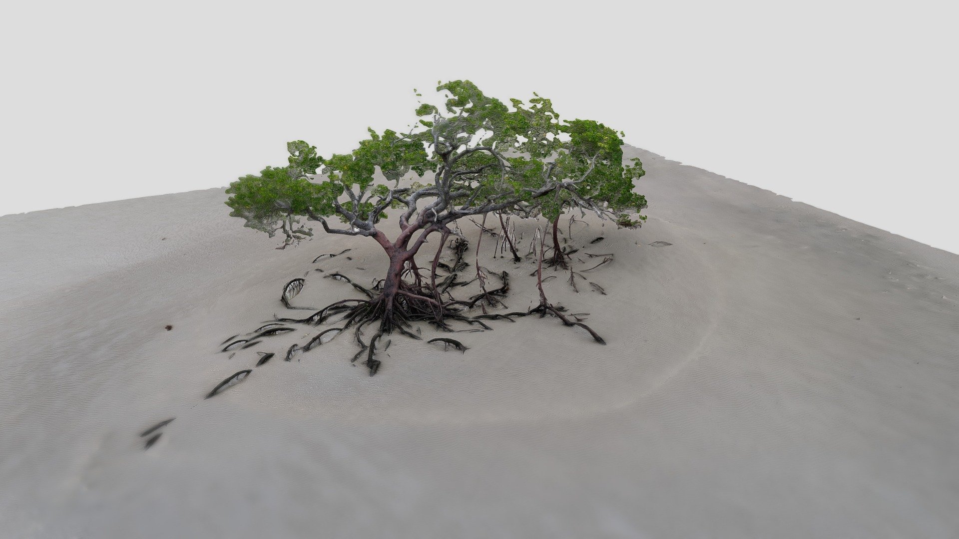 Mangrove Tree - Cowie Pt Beach - 3D model by PHORIA XR STUDIO ...