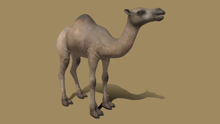 Camel 3D models - Sketchfab