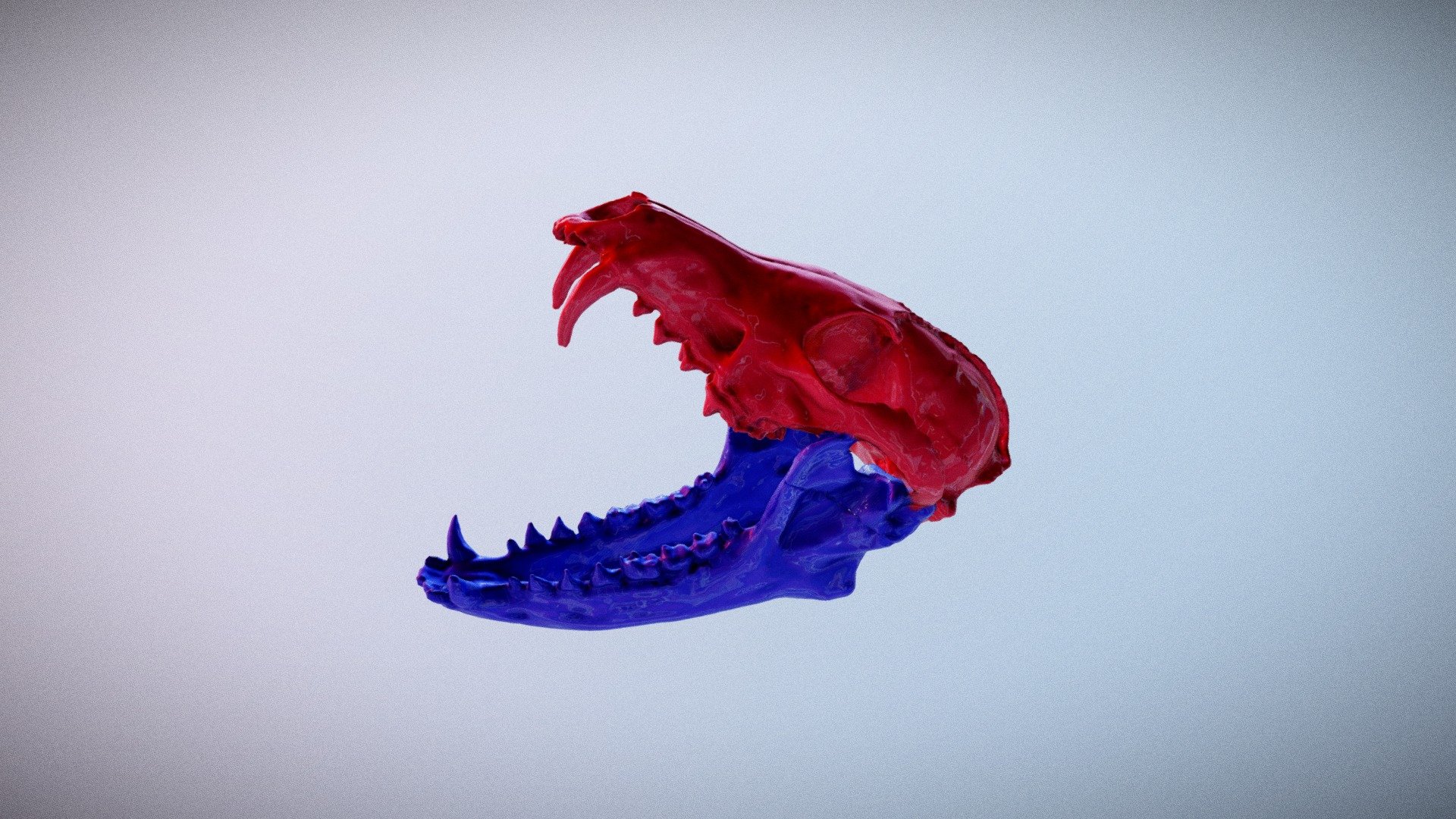 Fox Skull - 3D model by AlexPiumi [44354bf] - Sketchfab