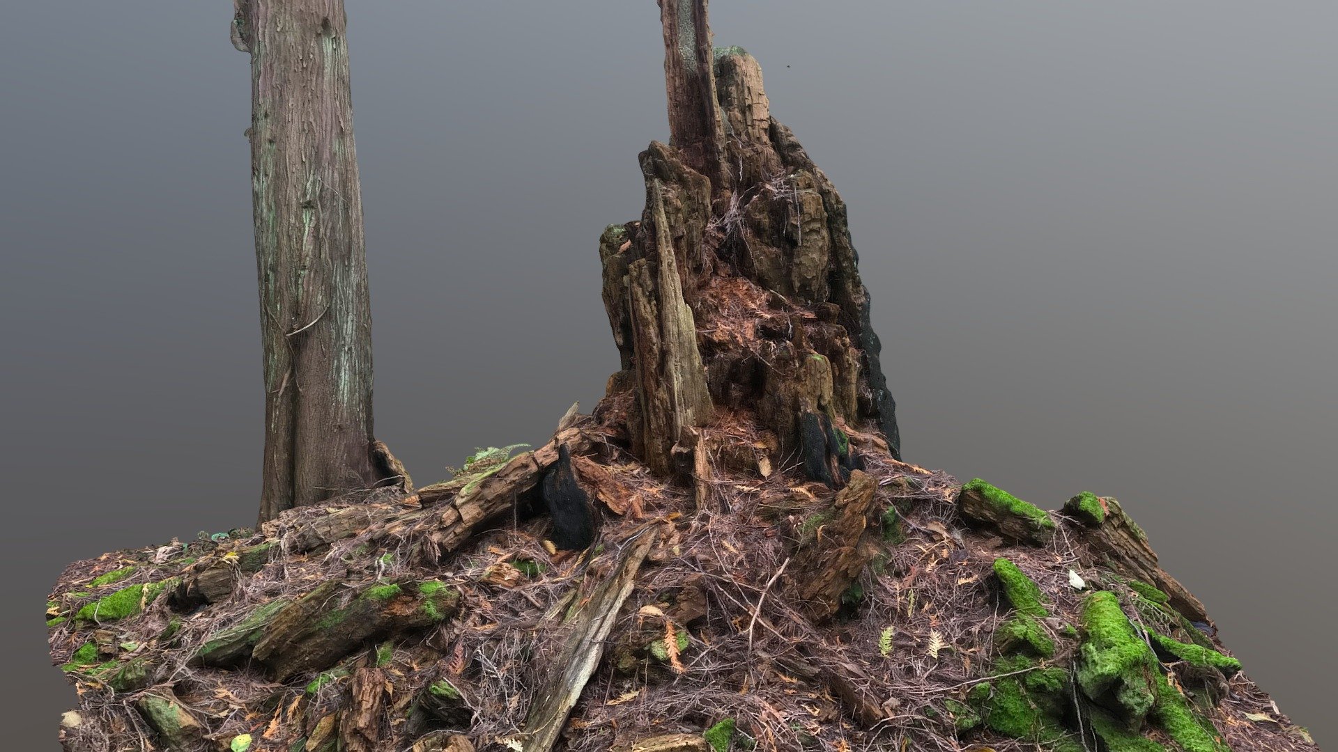 Stump 3 - Buy Royalty Free 3D model by peter54 [443db44] - Sketchfab Store