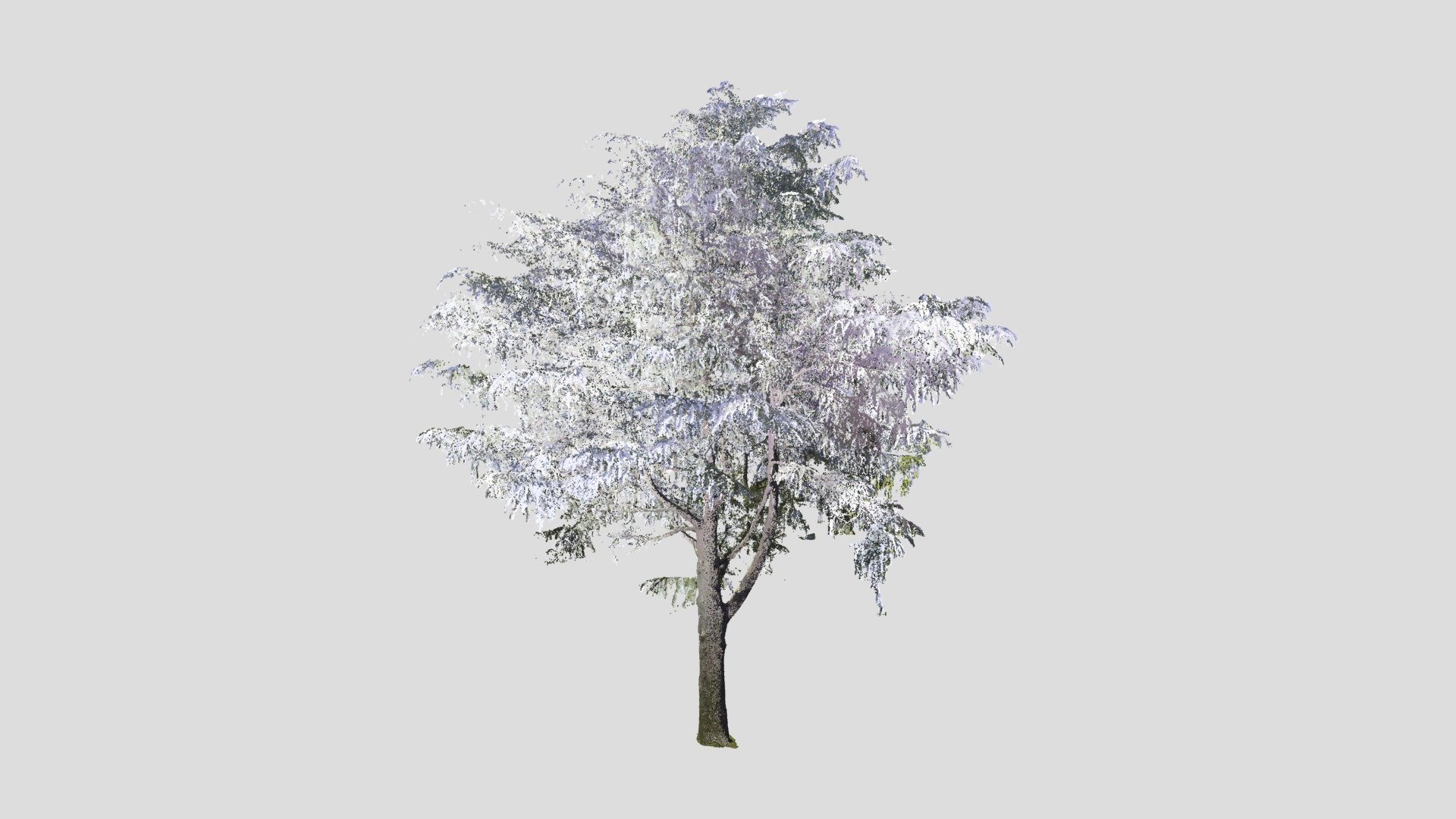 Tree Point Cloud - Buy Royalty Free 3D model by magnum_opus (@tree ...