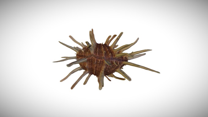 Spondylus regius / CASIZ 198928 - 3D model by California Academy of ...