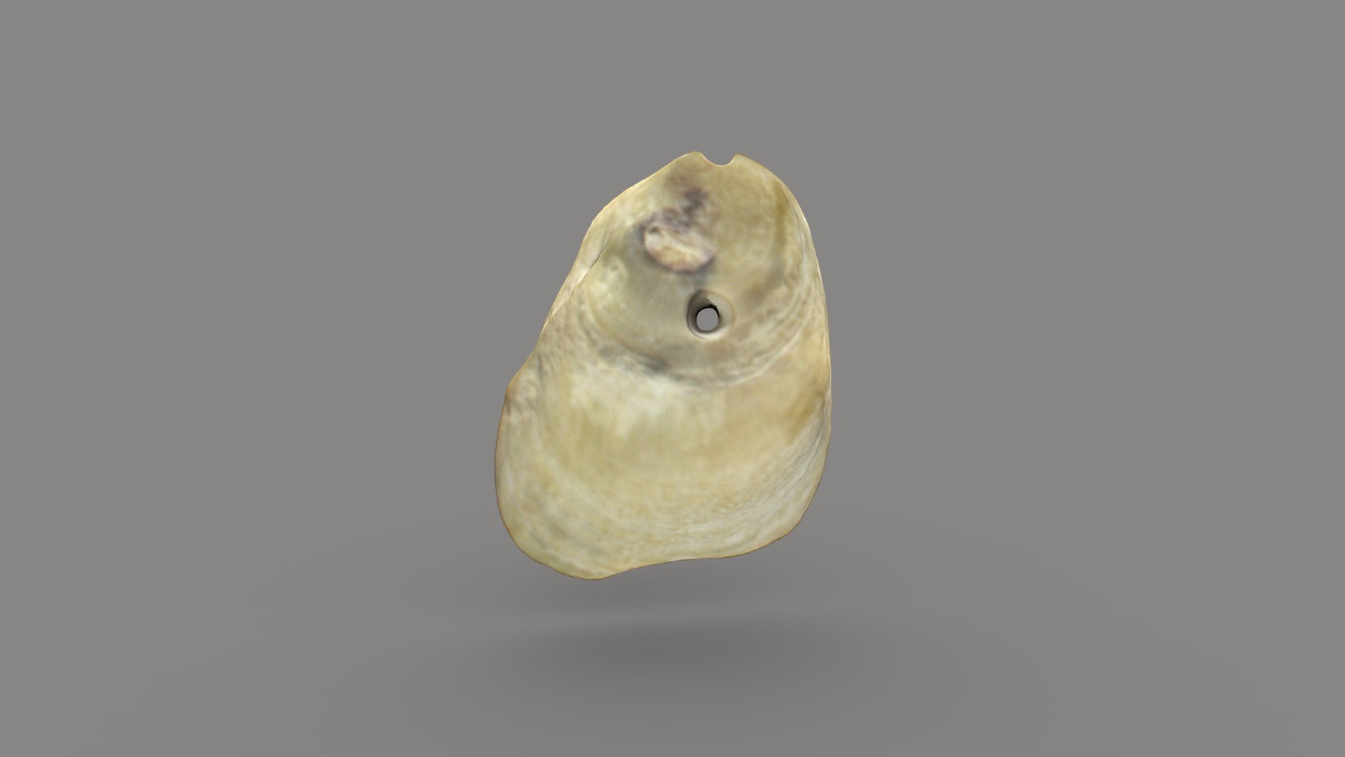 Shell Gorget - Download Free 3D model by The Herring Run Archaeology ...