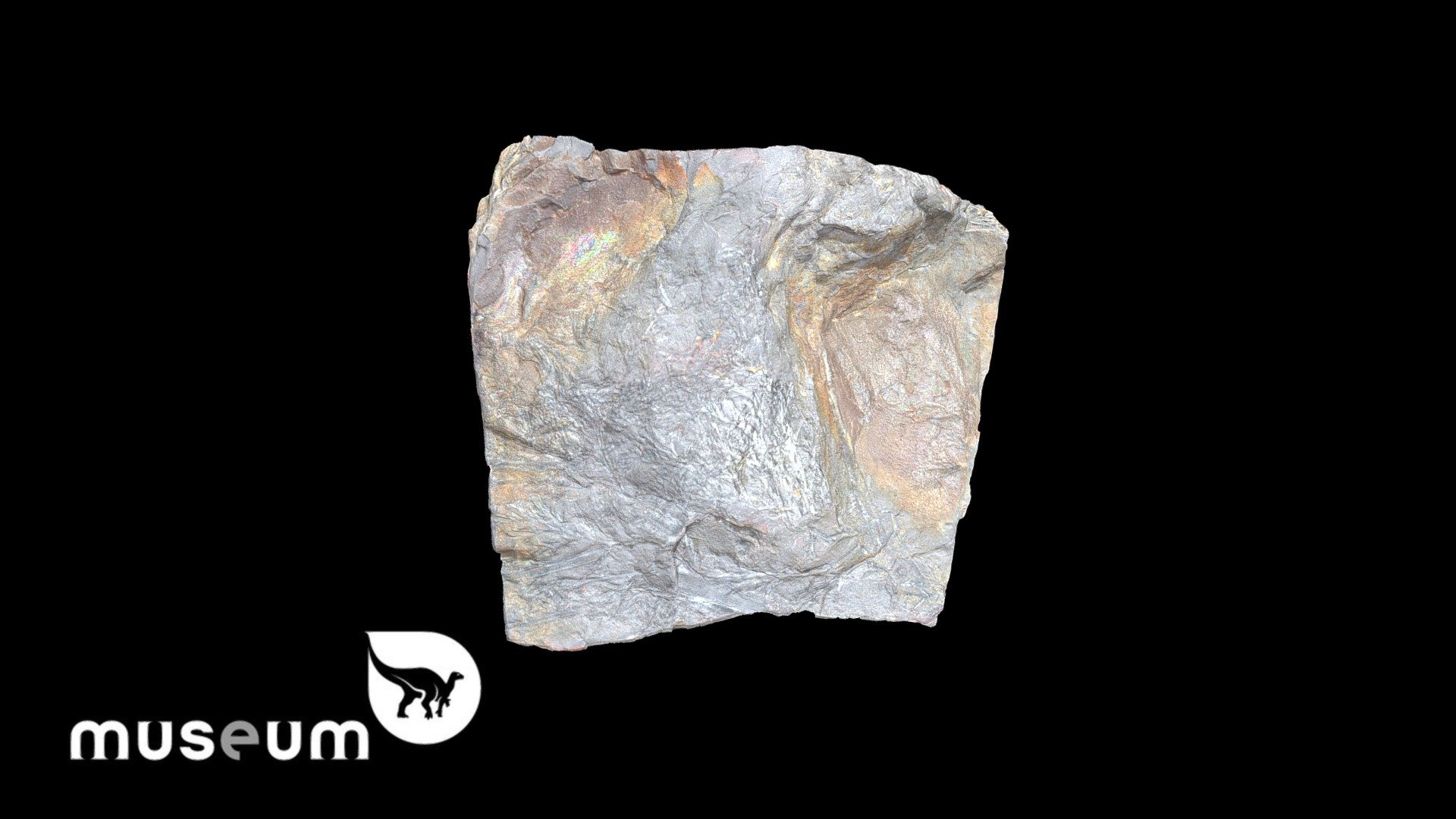 IRSNB b 7899 - Rhodea westermanni - 3D model by Royal Belgian Institute ...