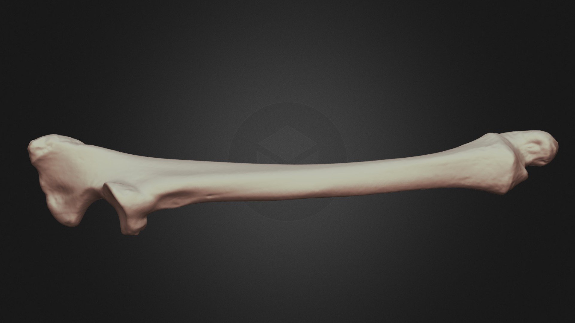 Ursus americanus (Black Bear) Right Ulna - 3D model by Lakehead ...