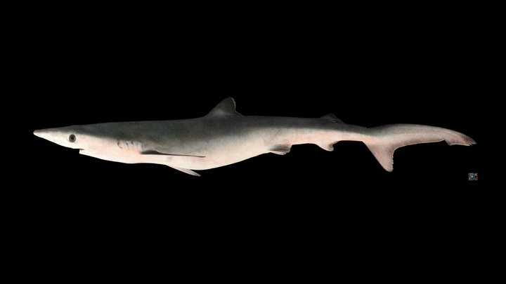 Carcharhiniformes 3D models - Sketchfab