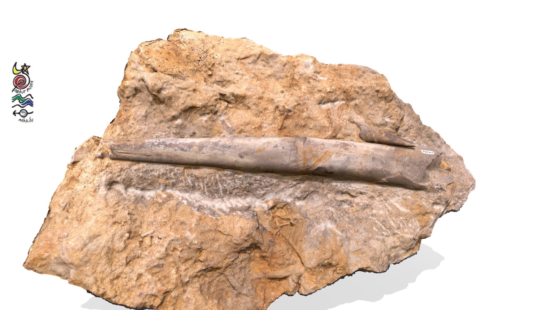 Megateuthis suevica BM226 - Download Free 3D model by Musée national d ...