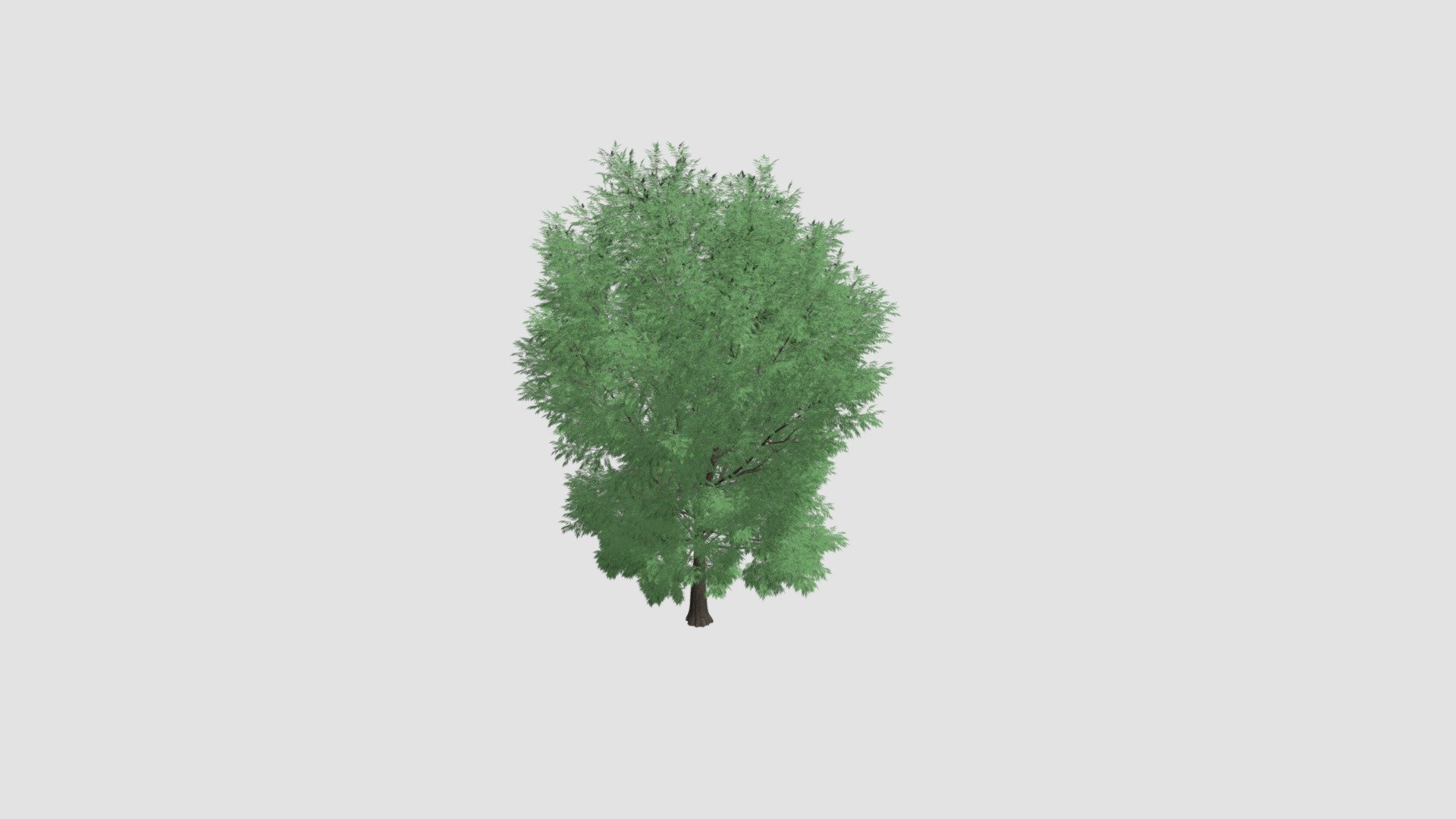 tree - Buy Royalty Free 3D model by Evermotion [44543e6] - Sketchfab Store