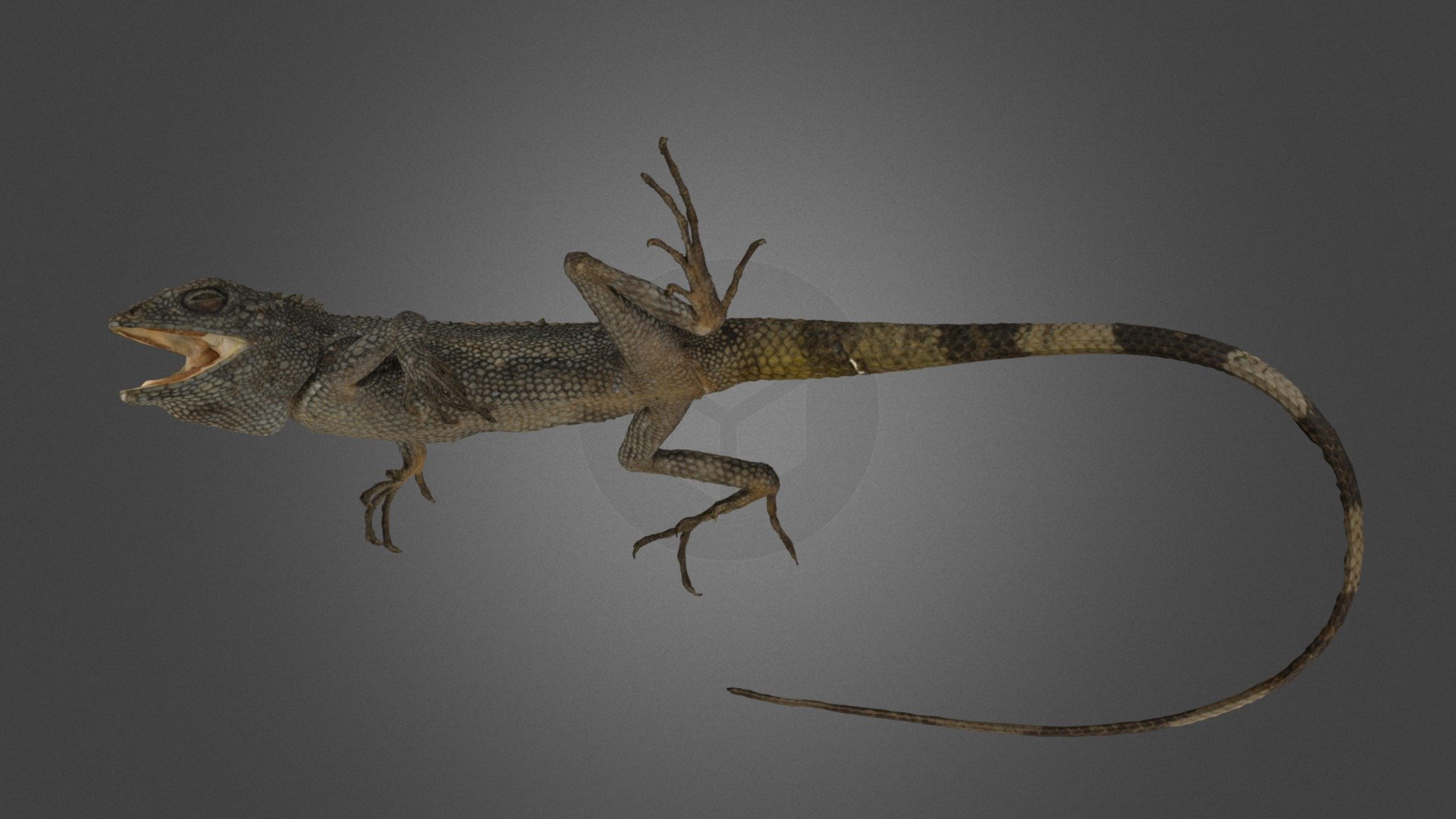オキナワキノボリトカゲ Tree Lizard, Diploderma polygonatum - 3D model by ffish ...