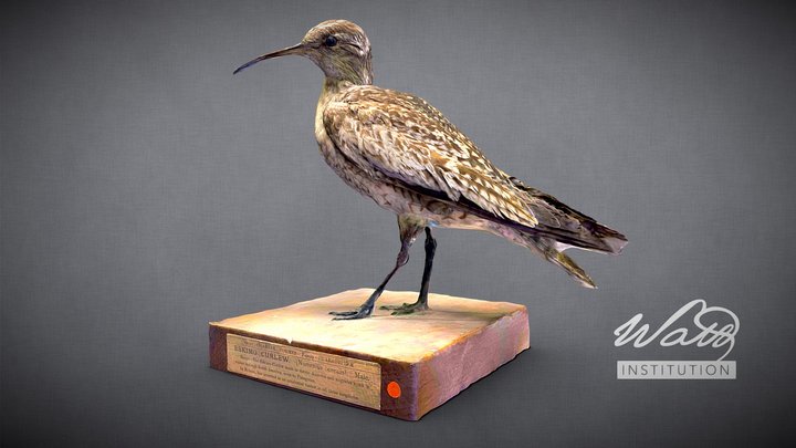 Curlew 3D models - Sketchfab