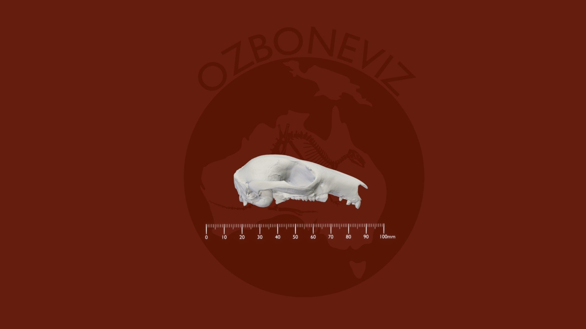 Woylie (brush-tailed bettong) cranium - 3D model by Ozboneviz [446e8bb ...