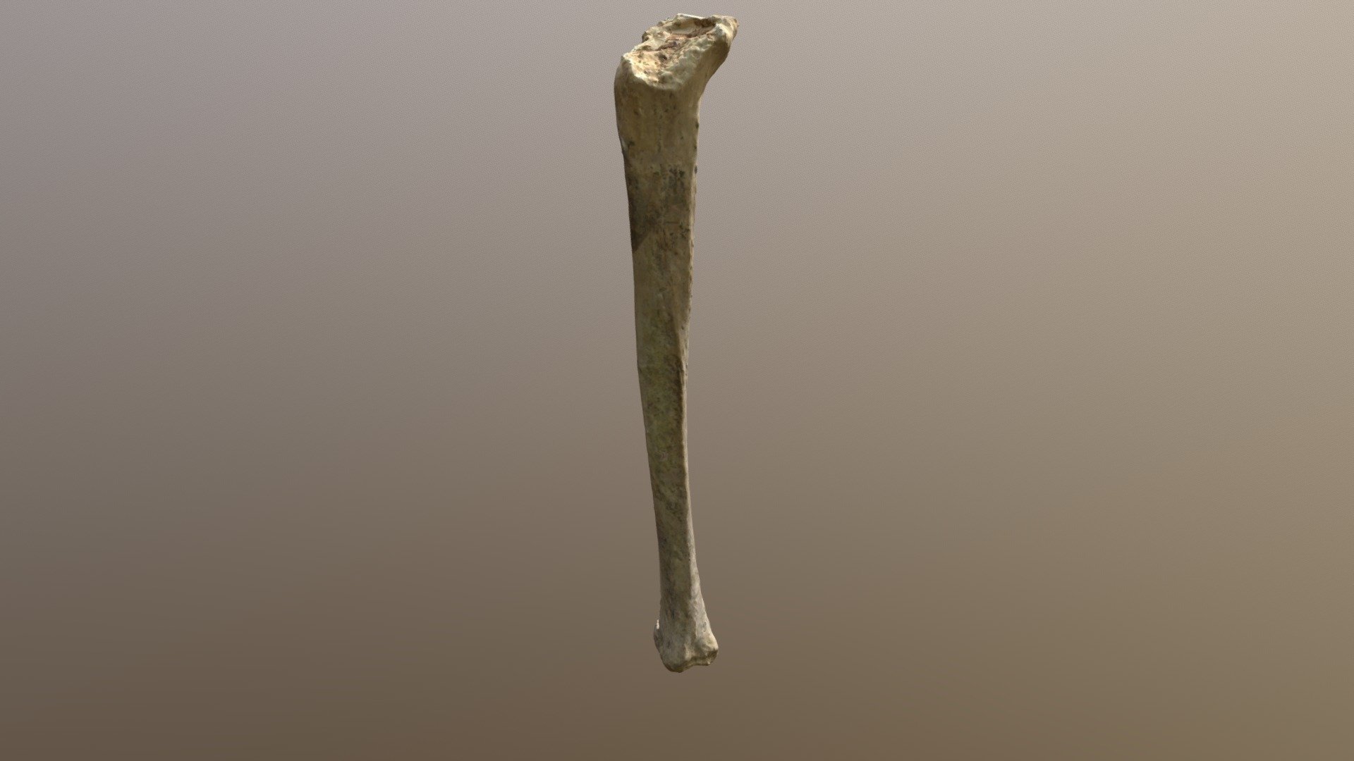 Left tibia - 3D model by Josie (@Jwallace96) [447828a] - Sketchfab