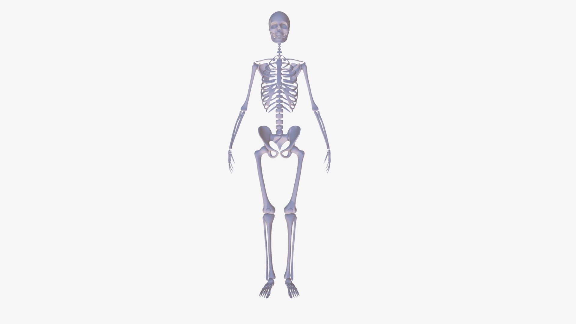 Human Skeleton: Femur, Thoracic Vertebrae, Tibia - 3D model by ...